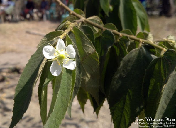 Aratilis, Jamaican cherry | Project Noah