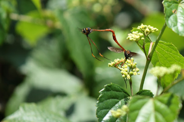 Bee Fly | Project Noah
