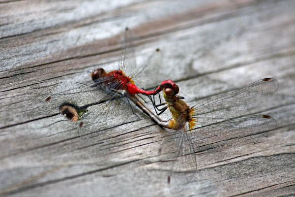 Ruby Meadowhawk | Project Noah