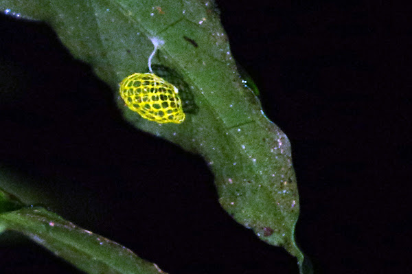 Urodus Moth | Project Noah