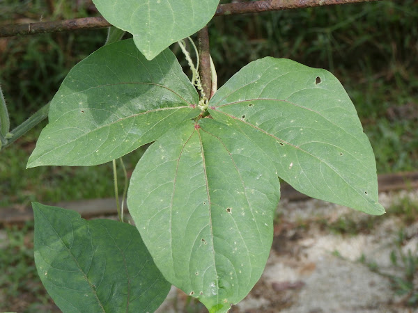 Puero, Tropical Kudzu | Project Noah