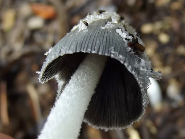 Grey shag (Ink cap) | Project Noah