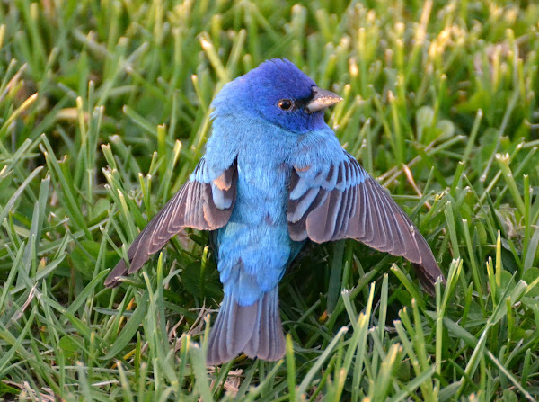 Indigo bunting | Project Noah