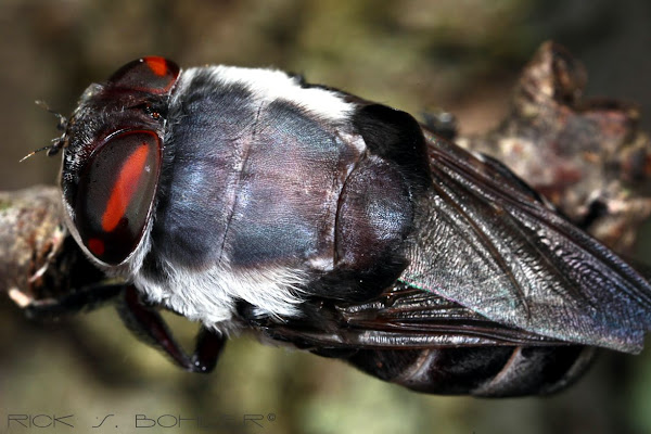 Rabbit Bot Fly | Project Noah