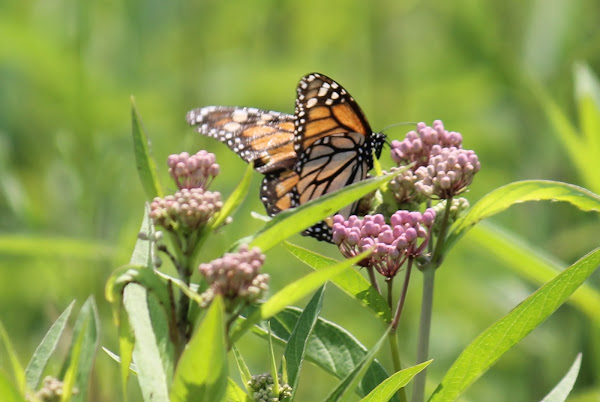 monarch | Project Noah