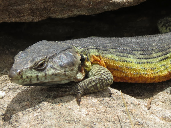 Drakensberg Crag Lizard | Project Noah