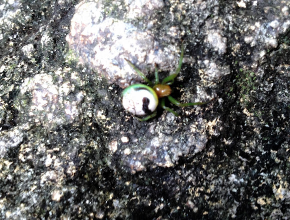 kidney garden spider | Project Noah