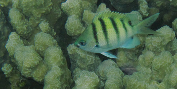 Sergeant Major | Project Noah