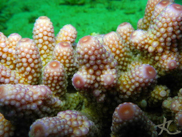 Finger Coral | Project Noah