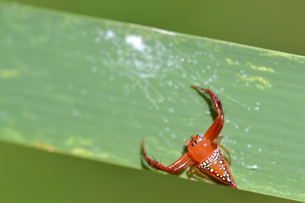 Triangular Spider | Project Noah