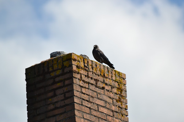 Western Jackdaw | Project Noah