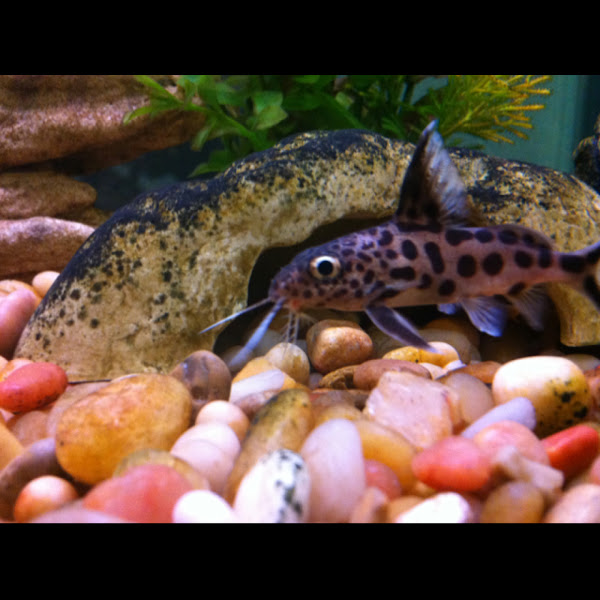 Spotted Australian catfish | Project Noah