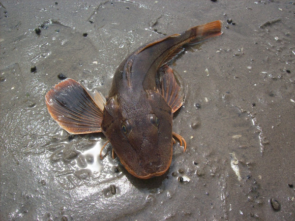 Sea Robin | Project Noah