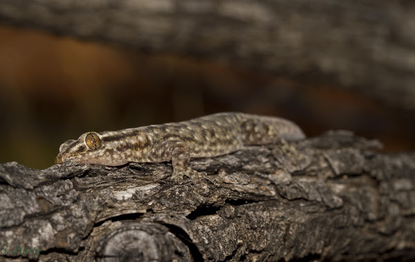 Gehyra variegata | Project Noah