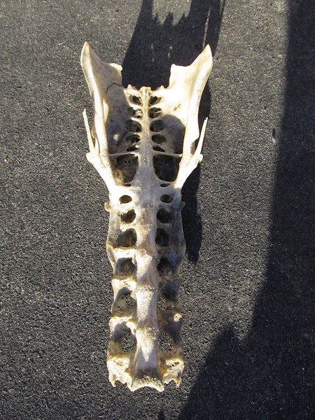Pelican Pelvis Bone | Project Noah