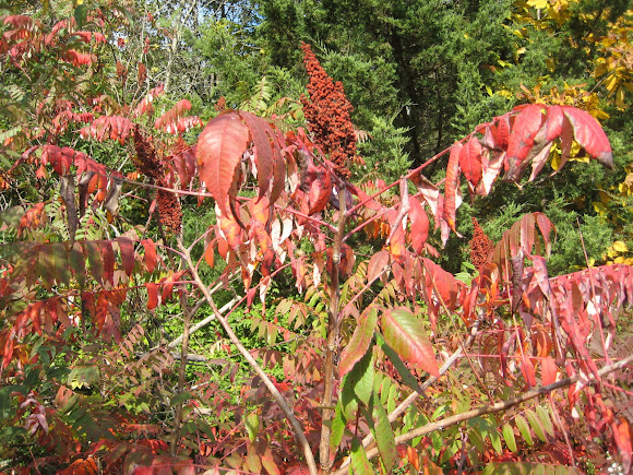 Prairie Flameleaf Sumac | Project Noah