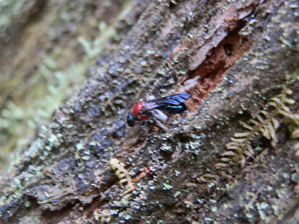 Native Picta Colletid bee | Project Noah