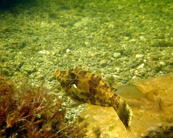 Scrawled Filefish | Project Noah