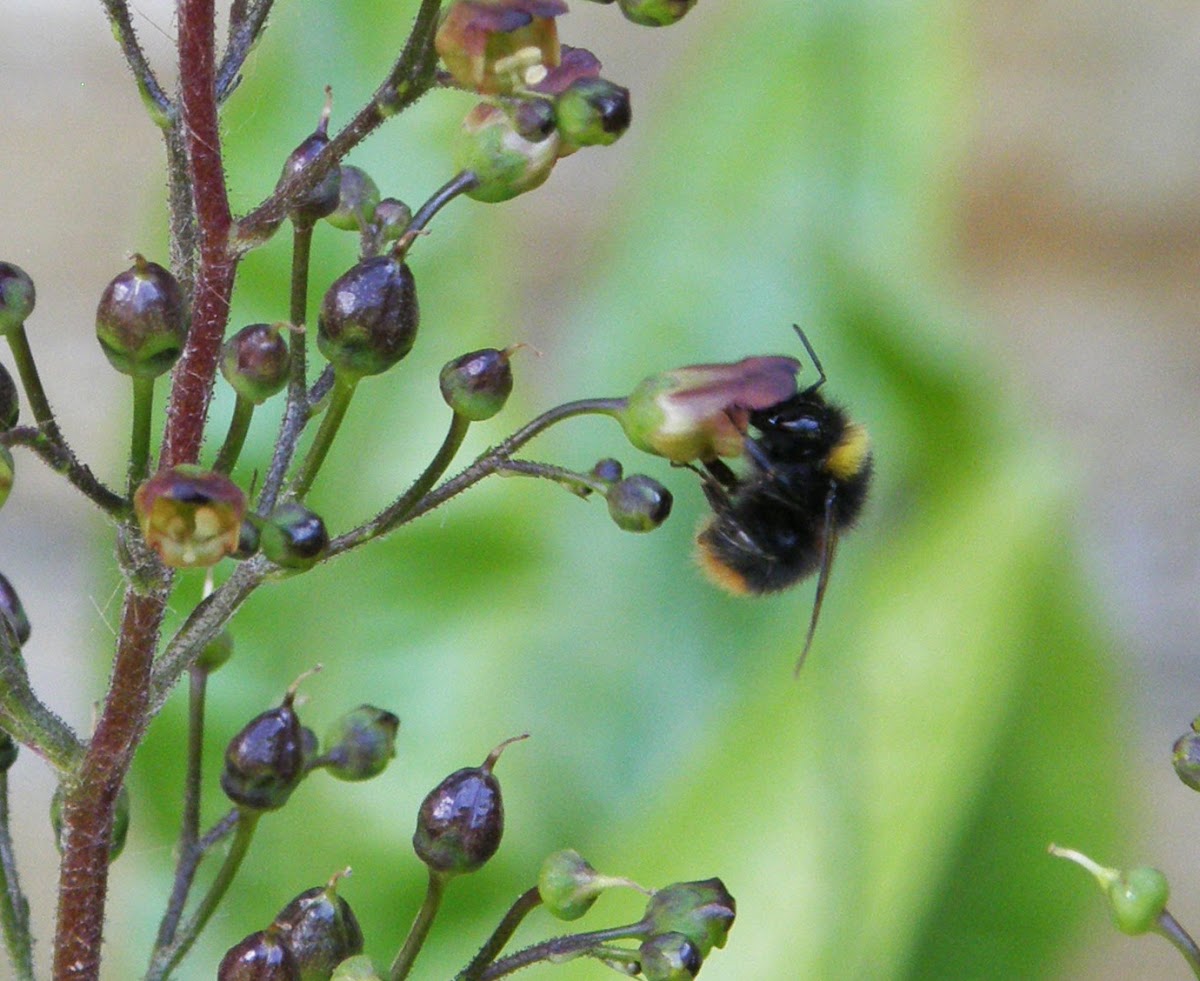 Red tailed bumble bee | Project Noah