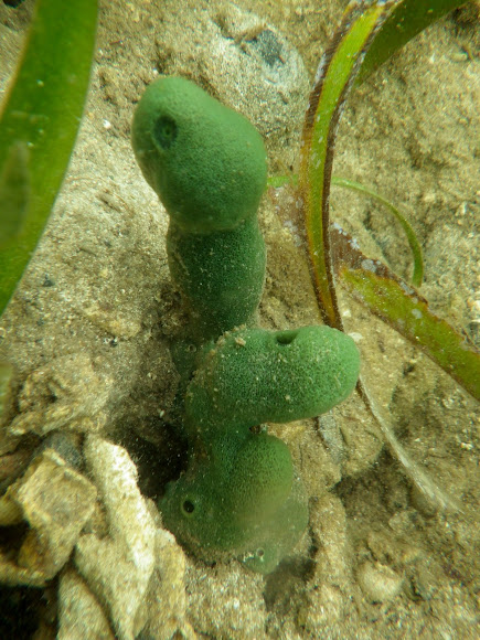 Sponge | Project Noah