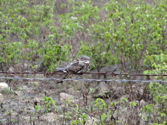 tapacaminos | Project Noah