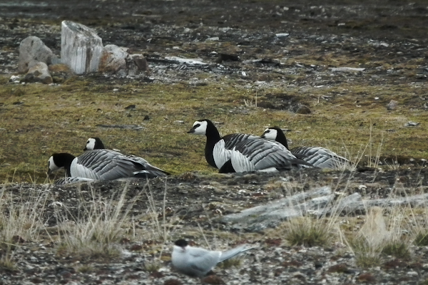 Barnacle Goose | Project Noah