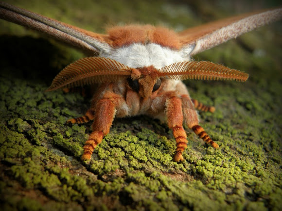Emperor Gum Moth | Project Noah