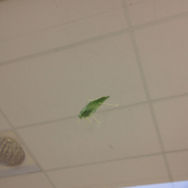 Leaf bug | Project Noah