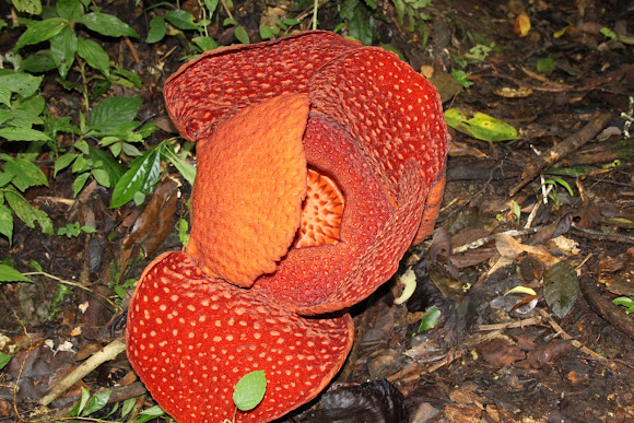 Rafflesia | Project Noah