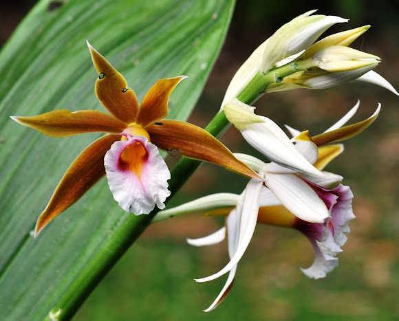 Queensland Swamp Orchid | Project Noah