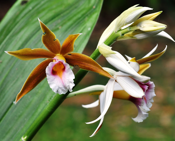 Queensland Swamp Orchid | Project Noah