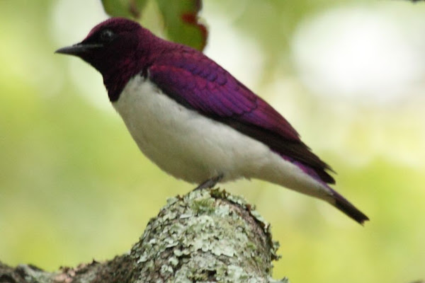 Plum-coloured Starling | Project Noah