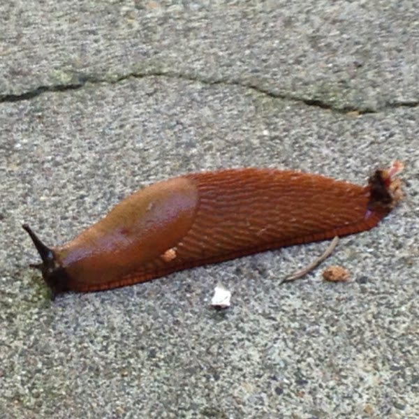 European Red Slug | Project Noah