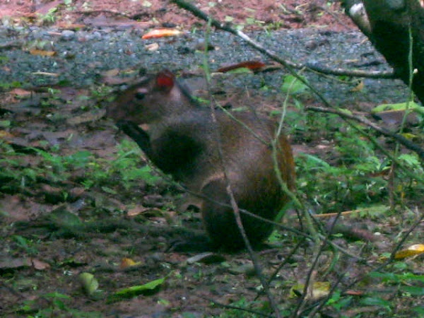 guatuza | Project Noah