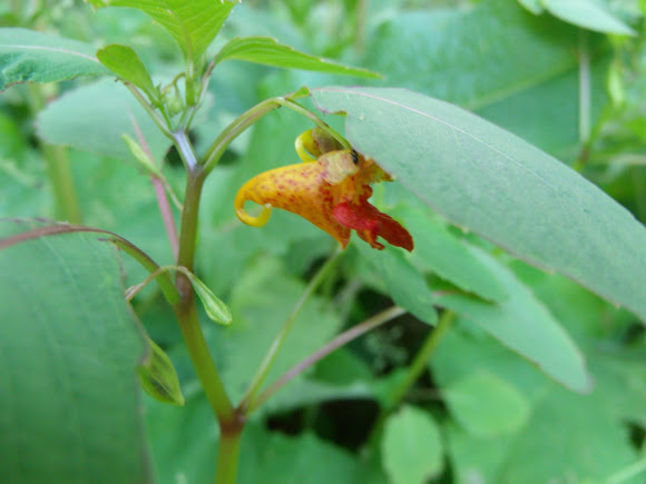 Jewelweed or Touch-me-not | Project Noah