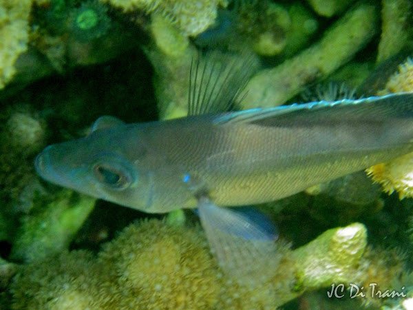 Blue Hamlet | Project Noah