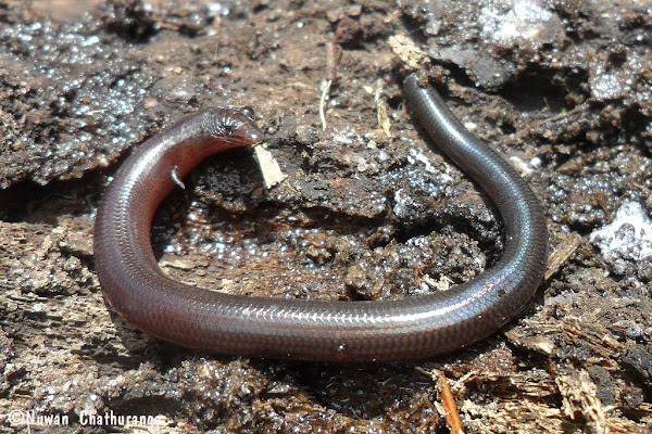 Three-toed Snake Skink | Project Noah