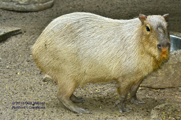 Capybara | Project Noah