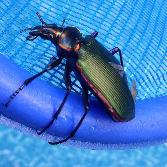 Fiery Searcher | Project Noah