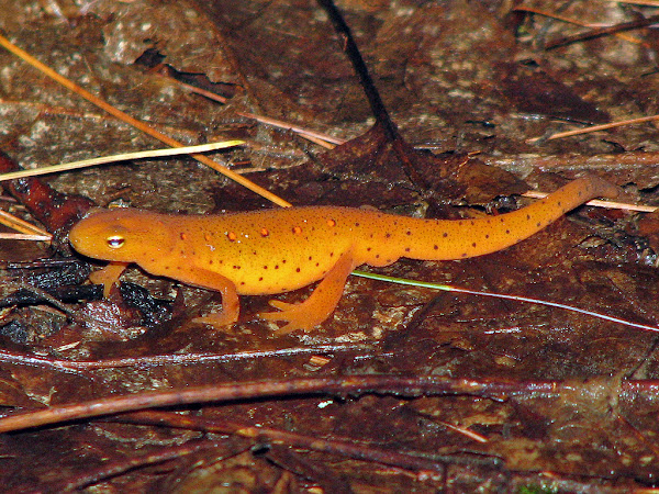 Red-spotted Newt (Red Eft) | Project Noah