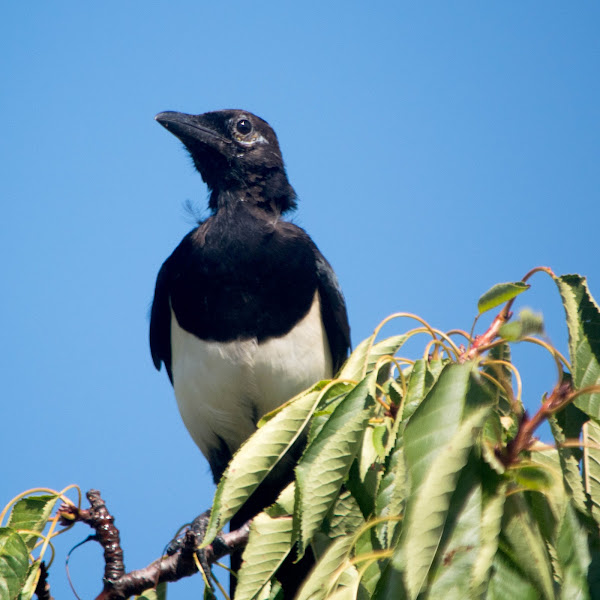 Eurasian Magpie | Project Noah