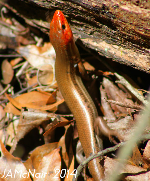 Southeastern Five-lined Skink | Project Noah