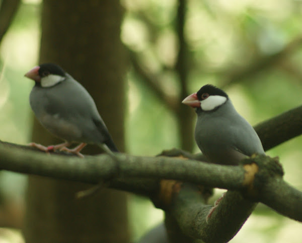 Java Sparrow | Project Noah