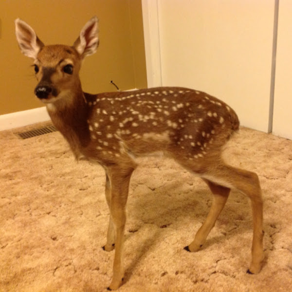 White Tail Deer , Fawn -male | Project Noah