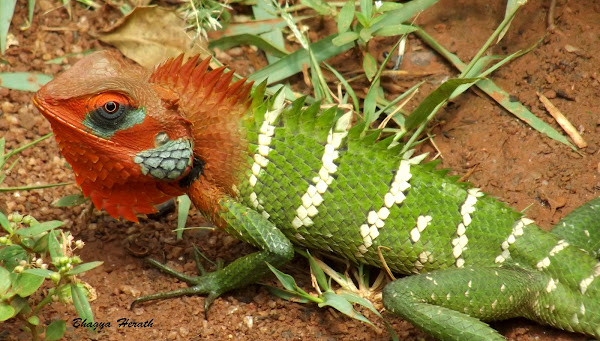 Green Forest Lizard | Project Noah