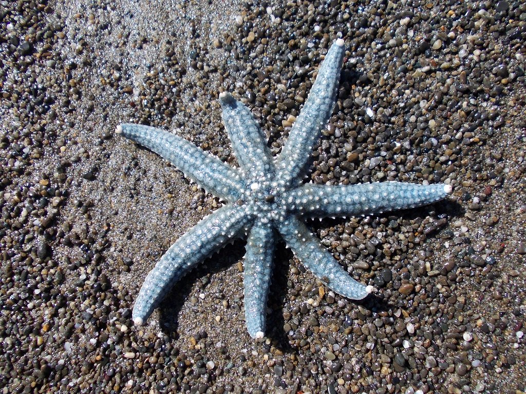 Tangaroa wae whitu (NZ Seven-armed starfish) | Project Noah