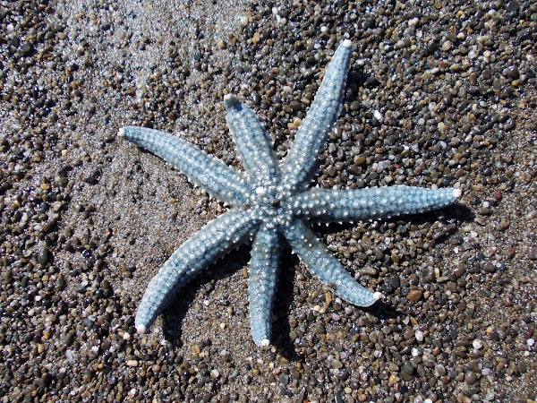Tangaroa wae whitu (NZ Seven-armed starfish) | Project Noah