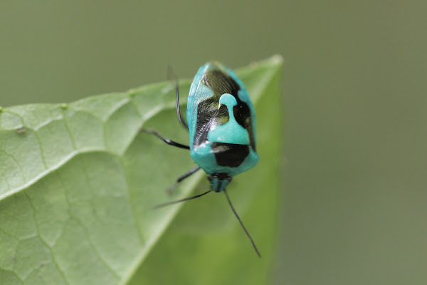 Blue Stink Bug | Project Noah