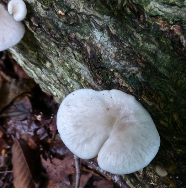 Pleurotus | Project Noah