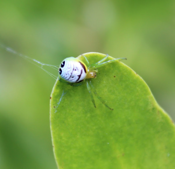 Kidney Garden Spider/ Pale Orb Weaver | Project Noah